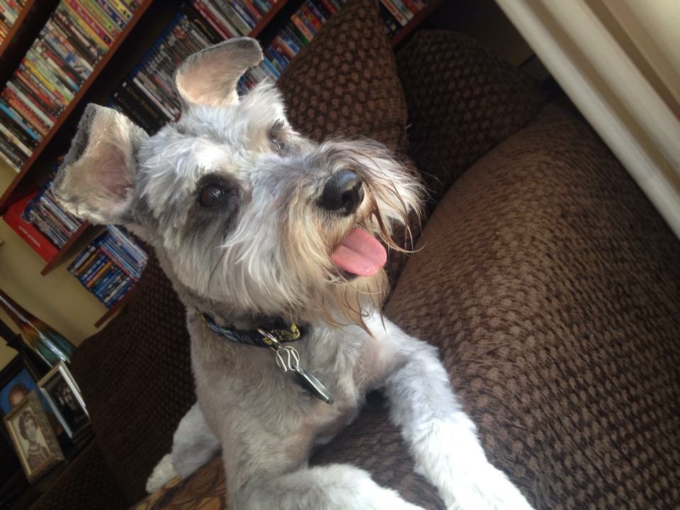 Brodie - Westside Animal Clinic