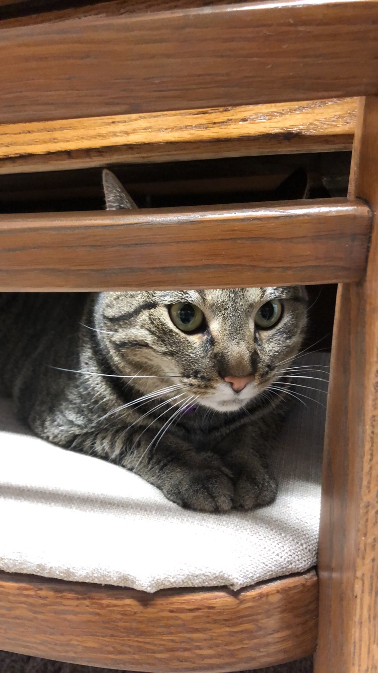 Spaz - Westside Animal Clinic